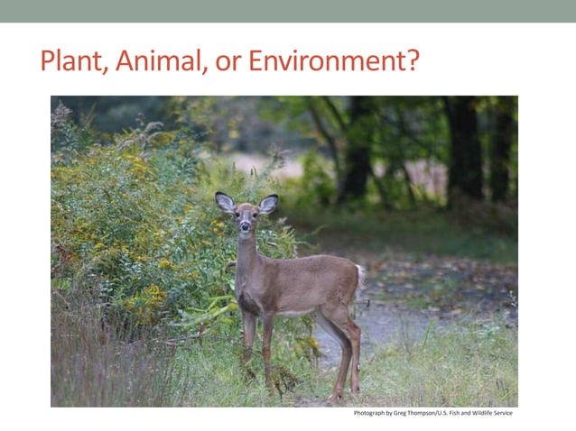 Environement of plant and animals definations.pptx