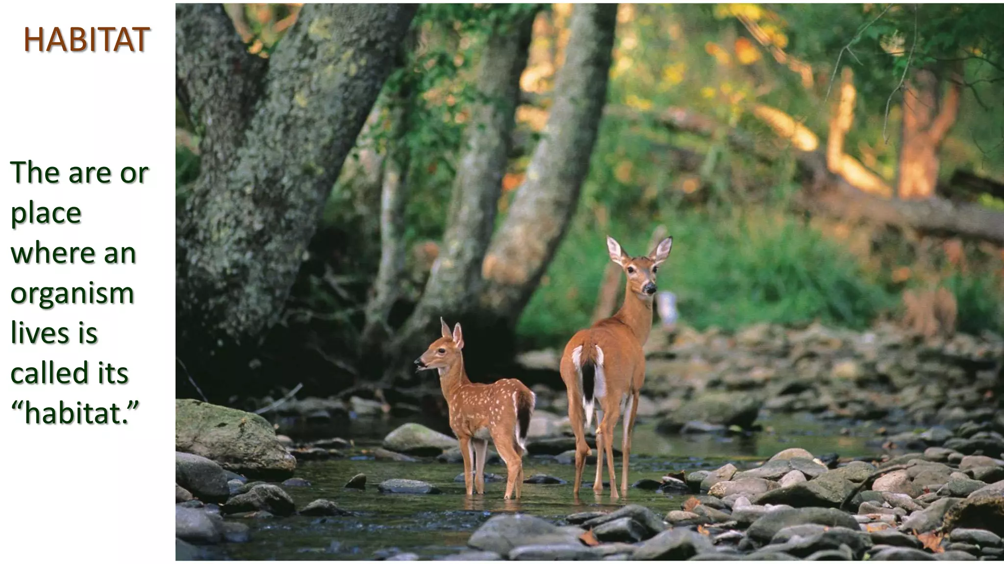 Environmental Biology | PPTX