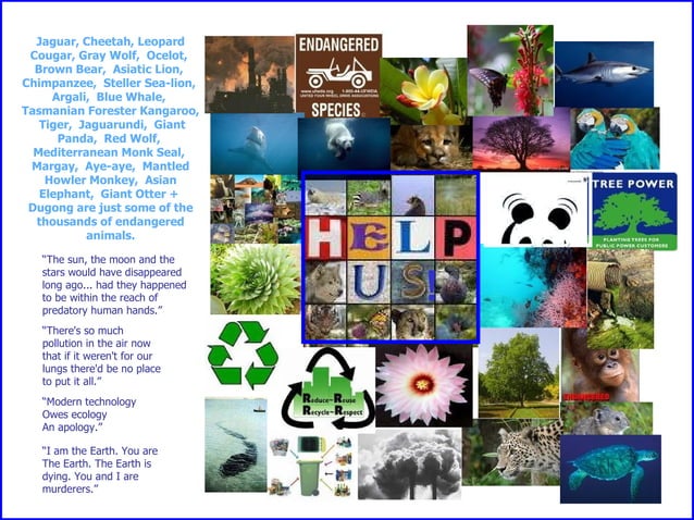 Environment Collages G1 | PPT
