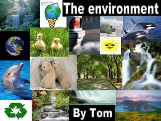 Environment Collages G2 | PPT