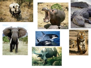 Environment Collages G2 | PPT