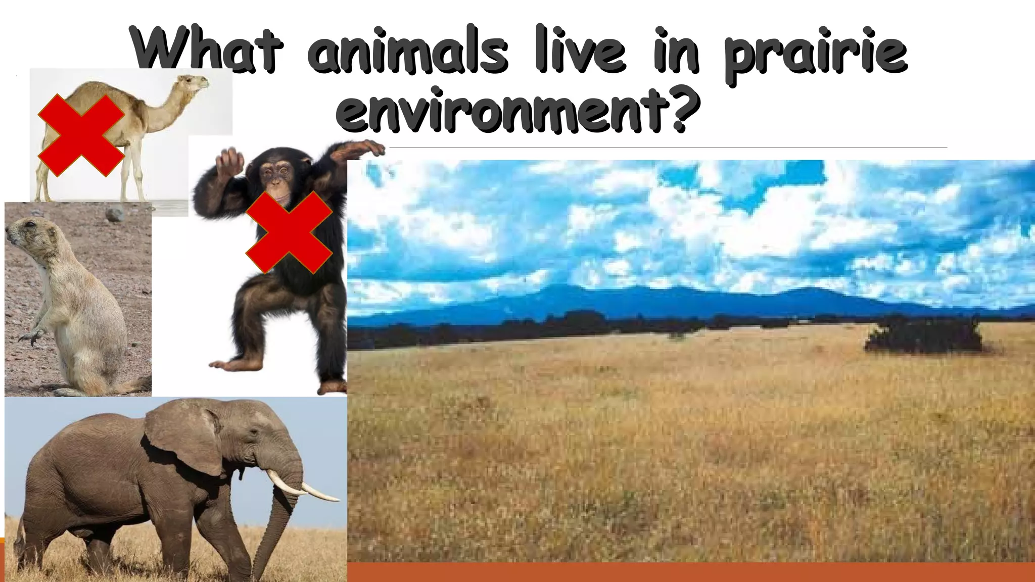 Environment grade 1 | PPT