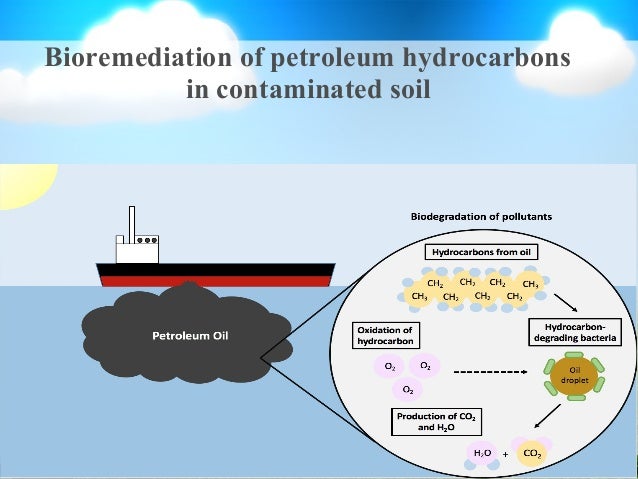 Bioremediation of petroleum hydrocarbons in contaminated soil