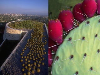 Environmental Adaptation | PPT | Science