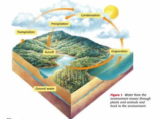 Environmental Science Chapter 2 Section 1 | PPT