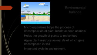 Environmental balance | PPT