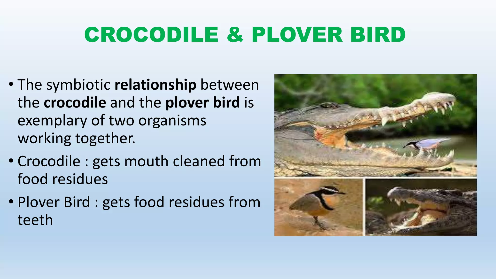 Environmental biology - animal relationship | PPT