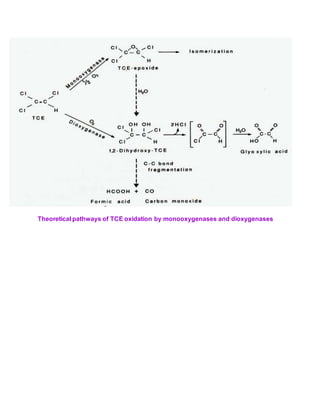 BIODEGRADATION OF ORGANIC POLLUTANTS | DOCX