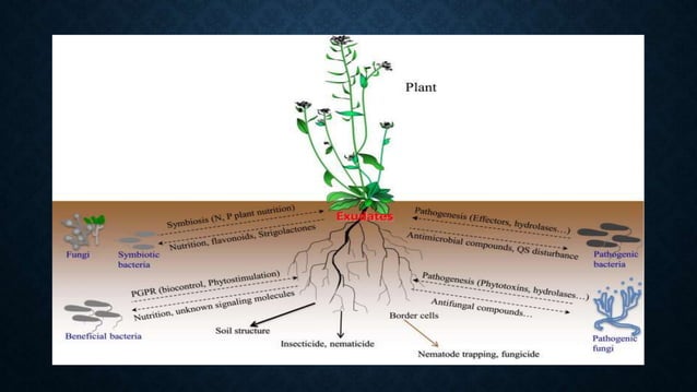 Root exudates | PPTX