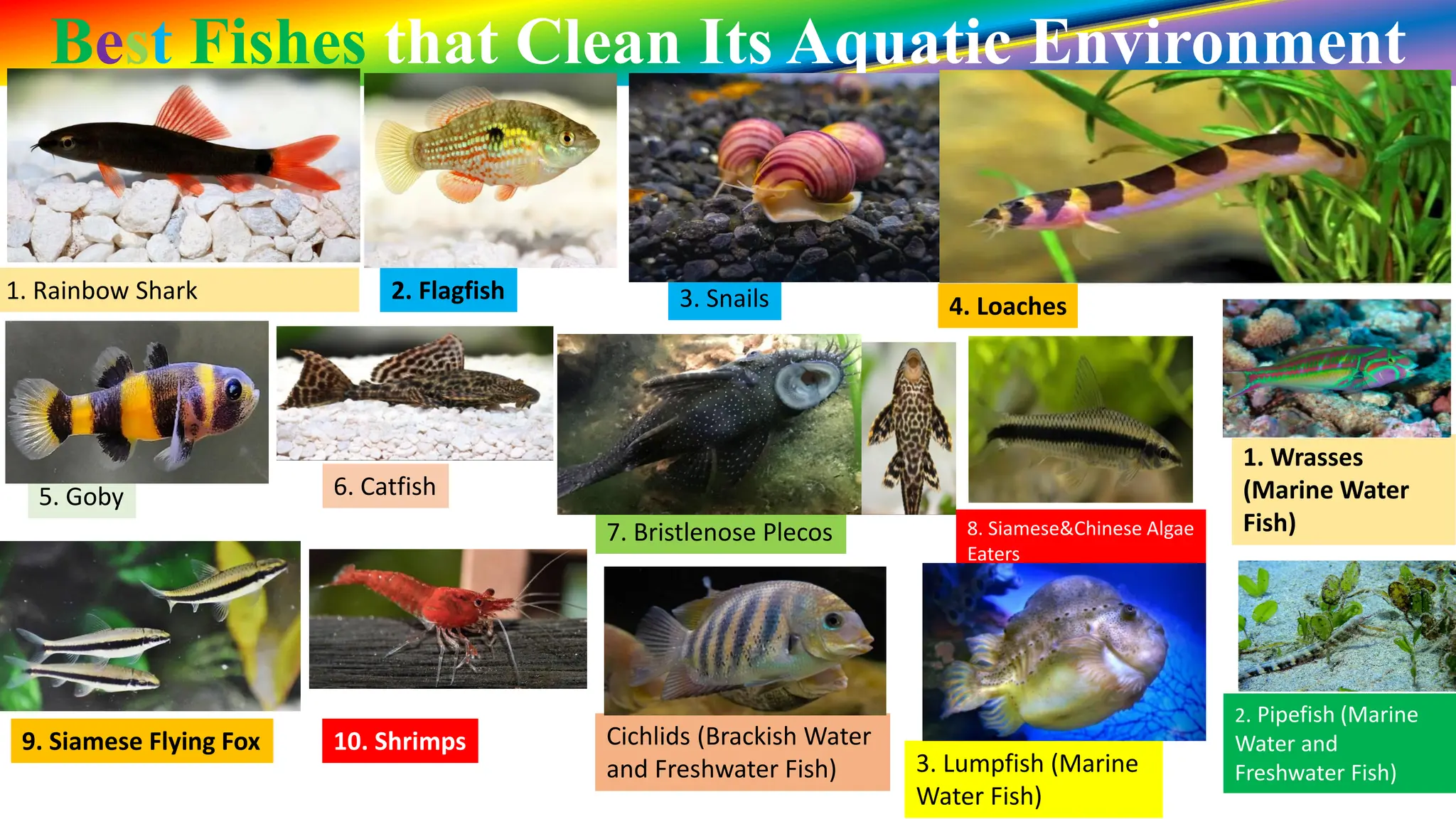 Aquatic Environment cleaning major fishes by B | PDF