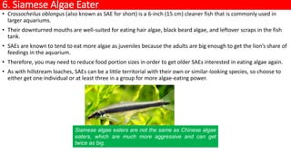 Aquatic Environment cleaning major fishes by B | PPT