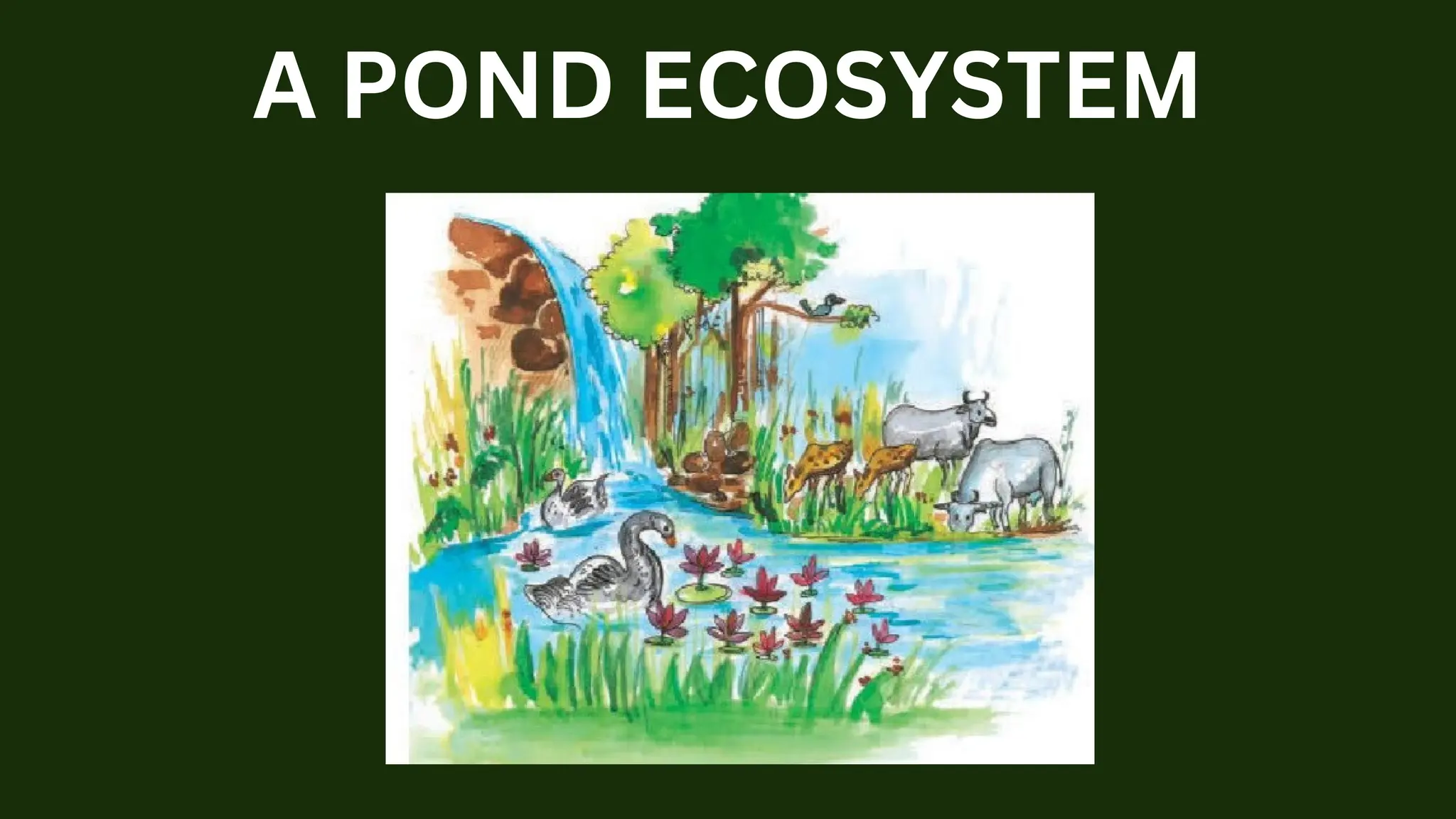 Class 7 Geography chapter no. 01 Environment | PDF