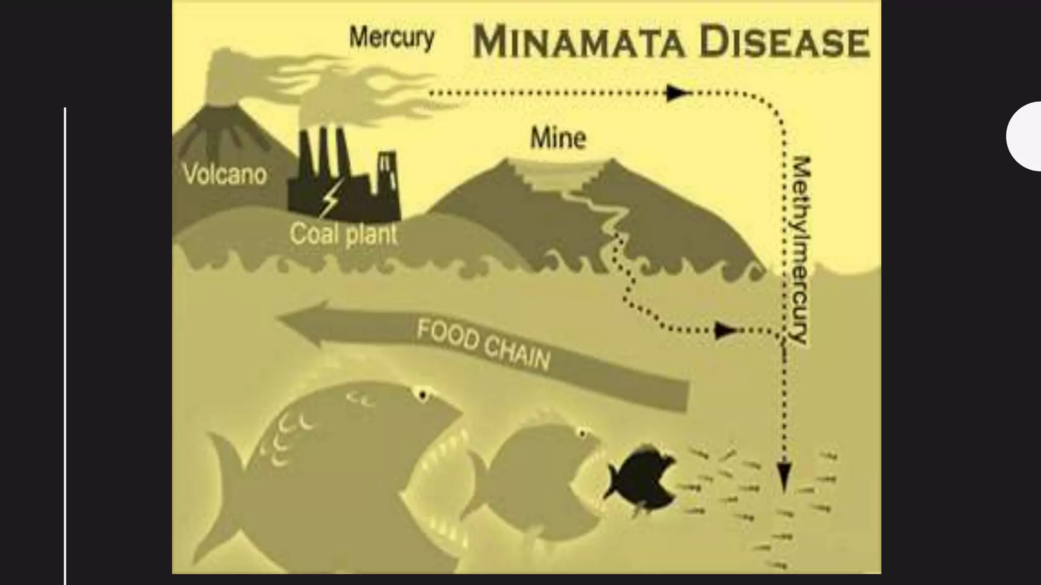 Environmental Engineering - Case Study - The Minamata Disease Disaster ...