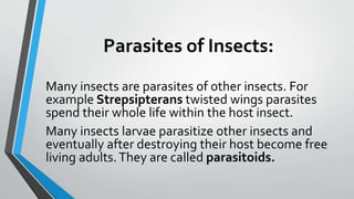 Environmental Entomology (Introduction) | PPTX