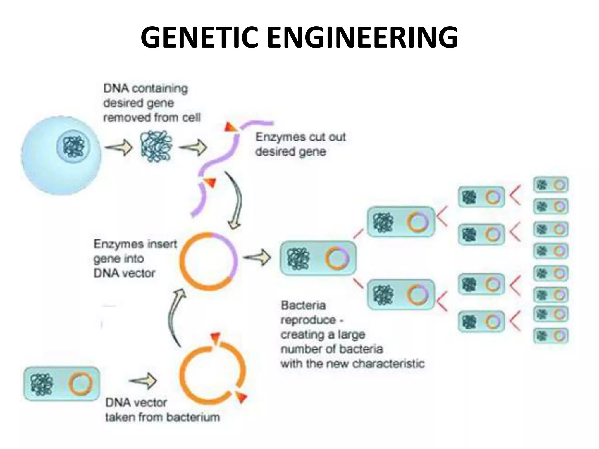 Genetic Engineering and the future of Evolutiom | PPT