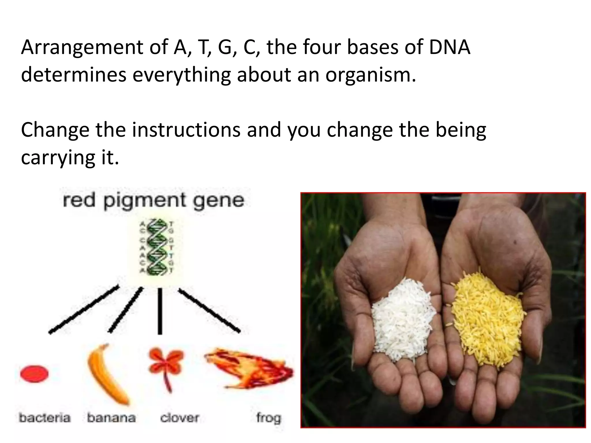 Genetic Engineering and the future of Evolutiom | PPTX