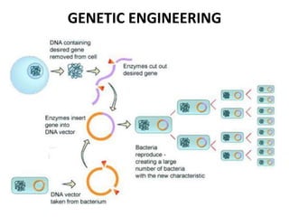 Genetic Engineering and the future of Evolutiom | PPT