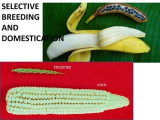 Genetic Engineering and the future of Evolutiom | PPTX