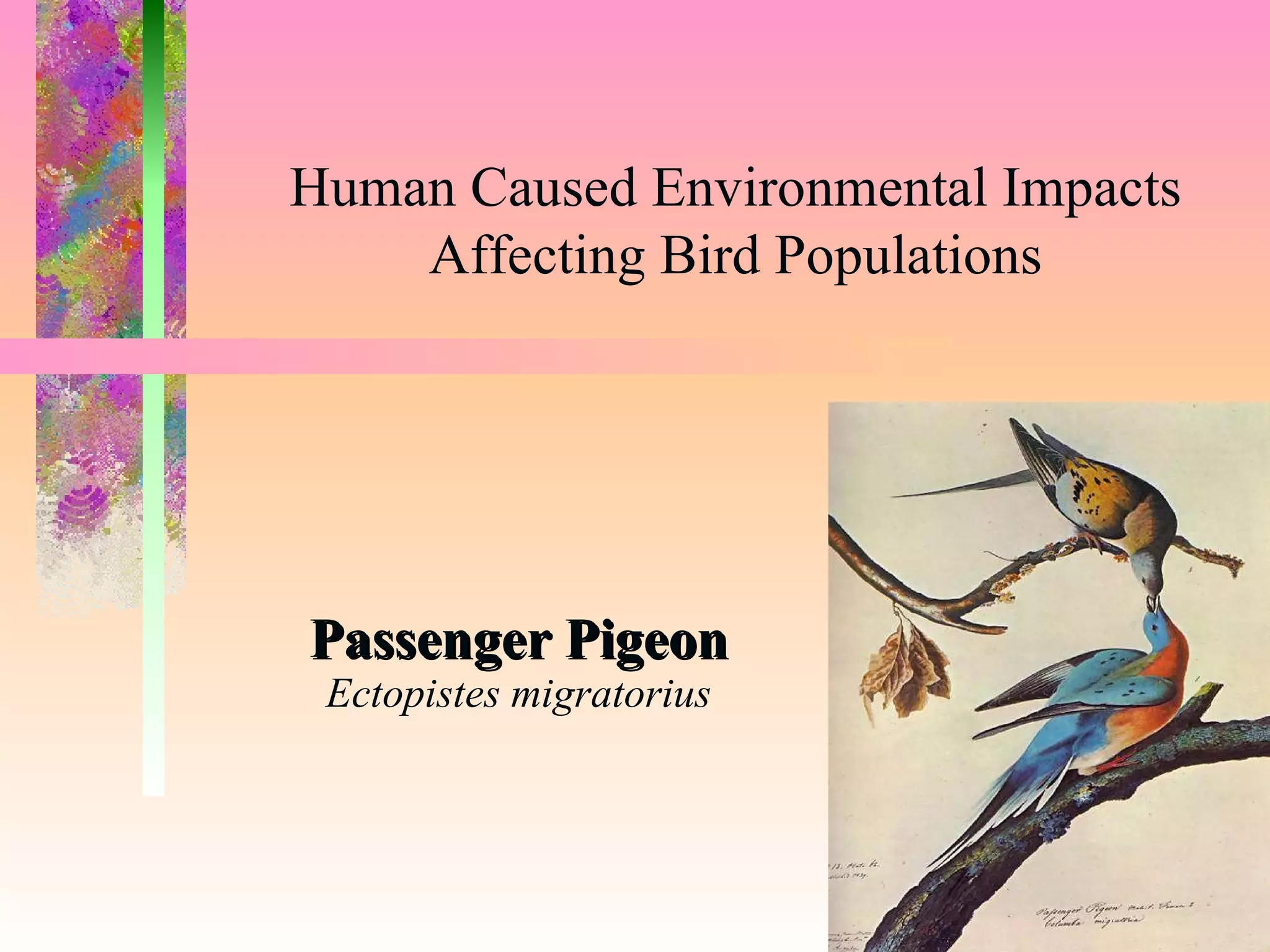 Environmental hazards for birds | PPT