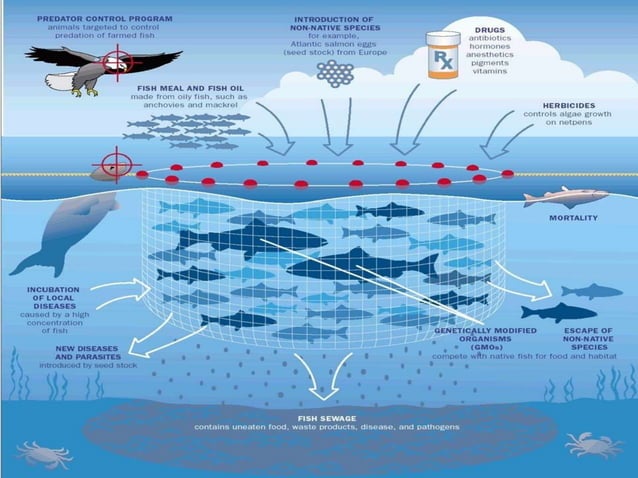 ENVIRONMENTAL ISSUES IN AQUACULTURE.pptx | Fish and Aquariums | Pets