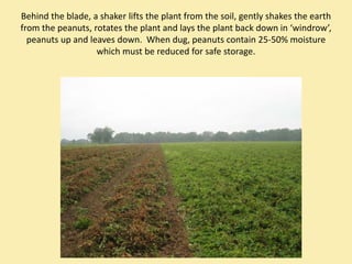 Peanut Tour | PPT | Free Download