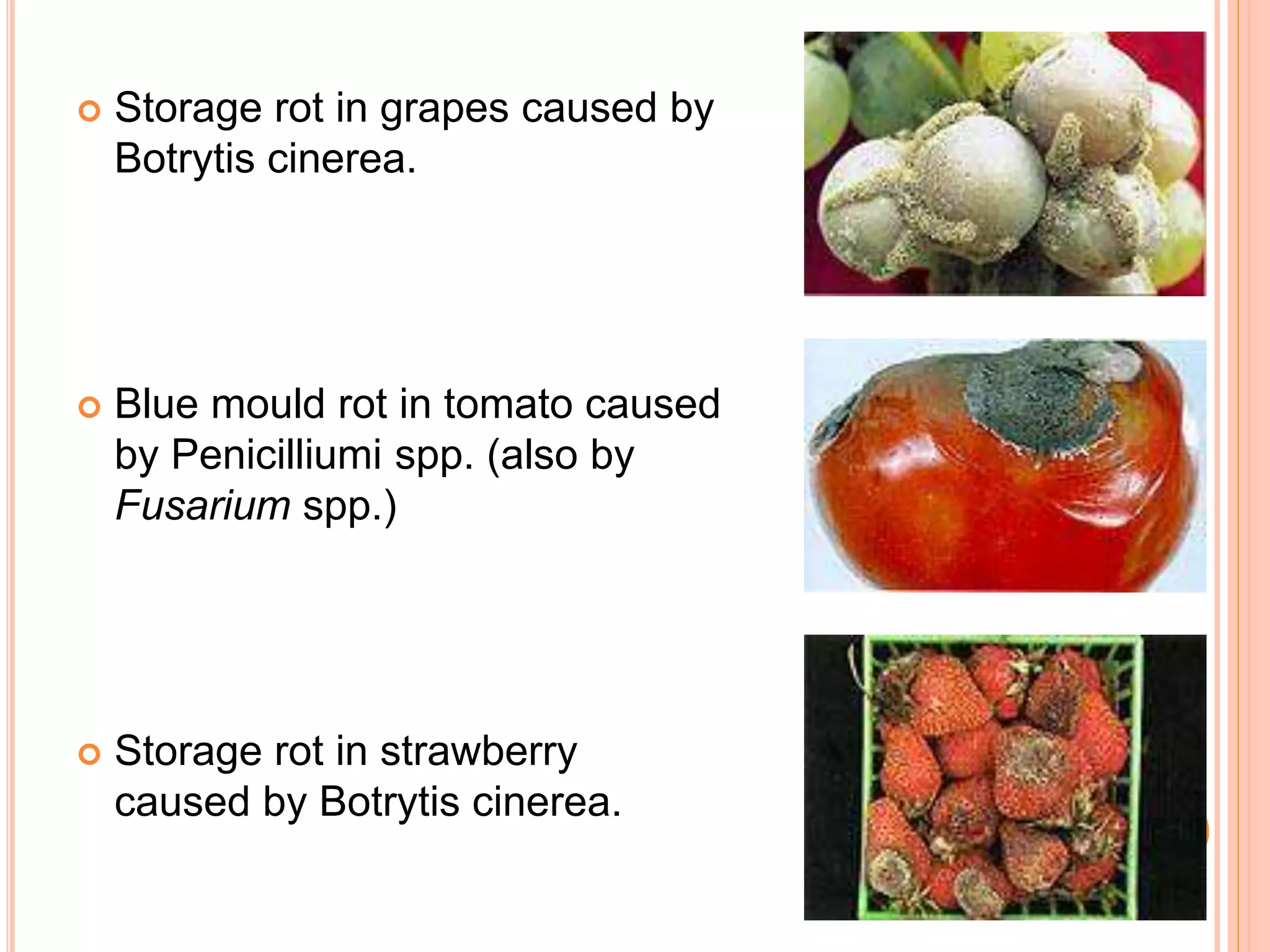 Role of Microorganisms in Preparation of Certain Foods, in Spoilage of ...