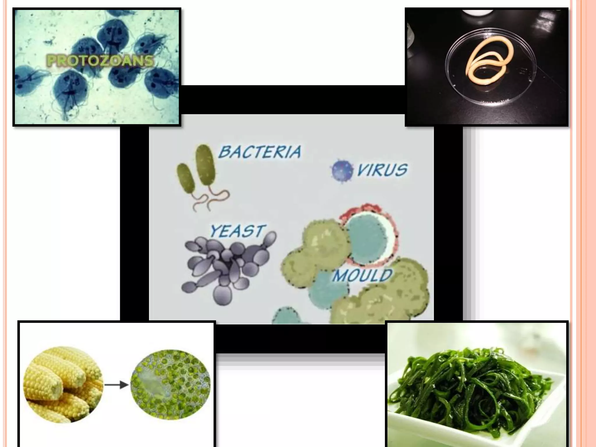 Role of Microorganisms in Preparation of Certain Foods, in Spoilage of ...