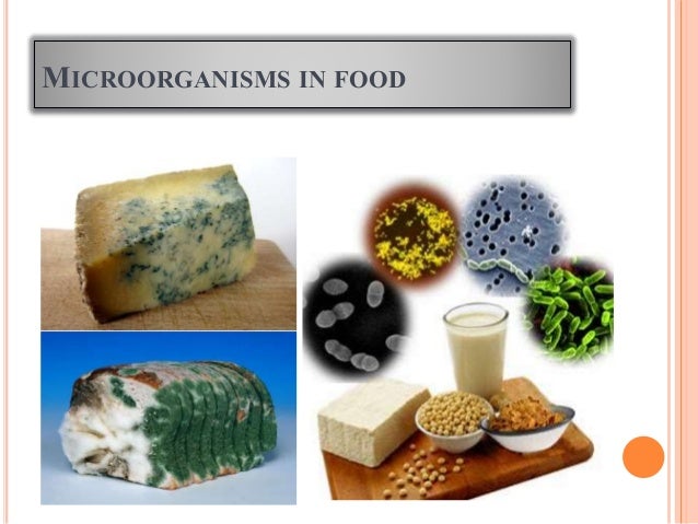 Useful Microorganisms Images