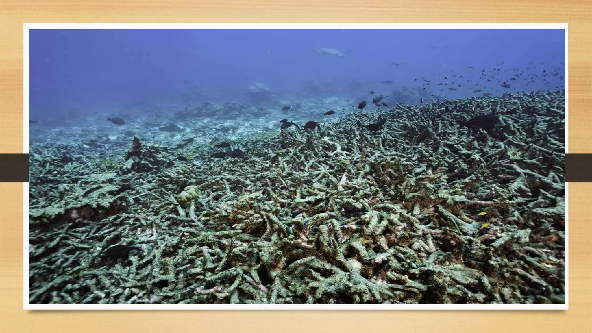 ENVIRONMENTAL PROBLEMS IN THE PHILIPPINES.pptx