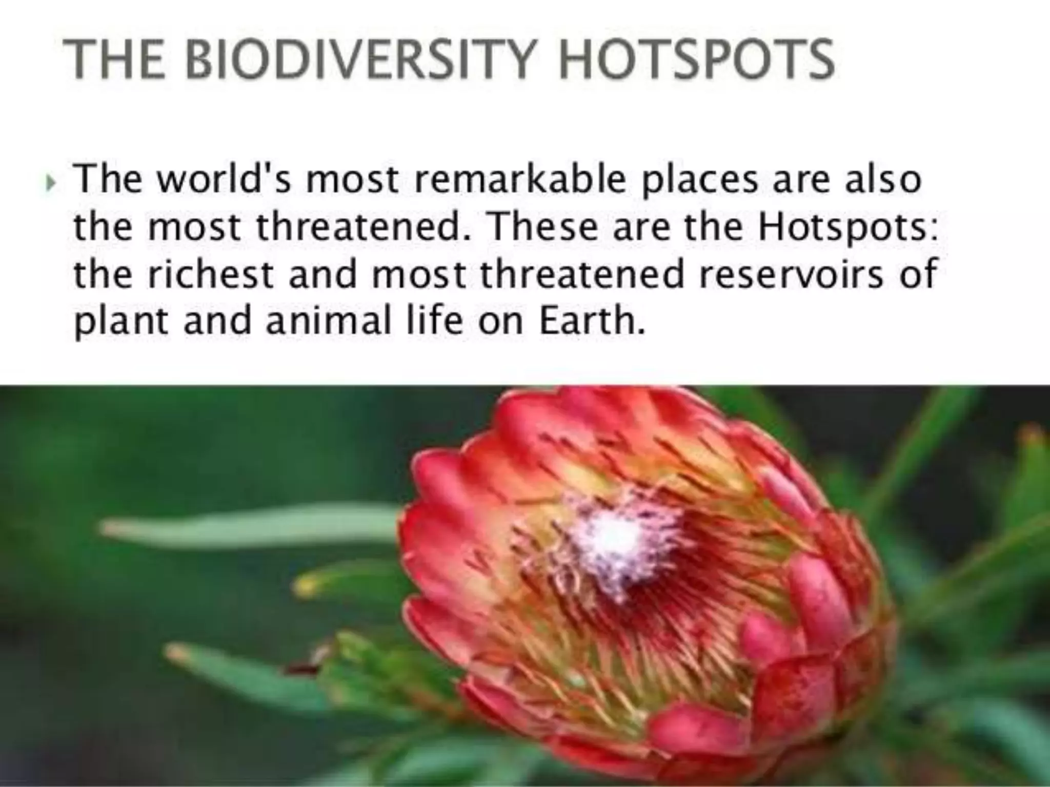 Hotspot of Biodiversity | PPT