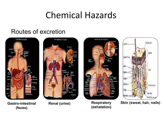 Environmental safety and occupational hazrds | PPT