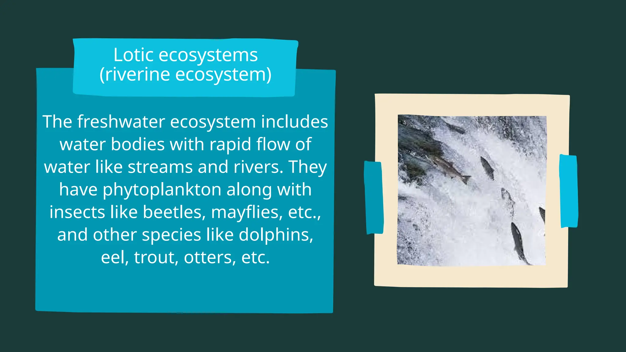 ENVIRONMENTAL SCIENCE- Echological niche, homeostasis in the ecosystem(PPT).pptx