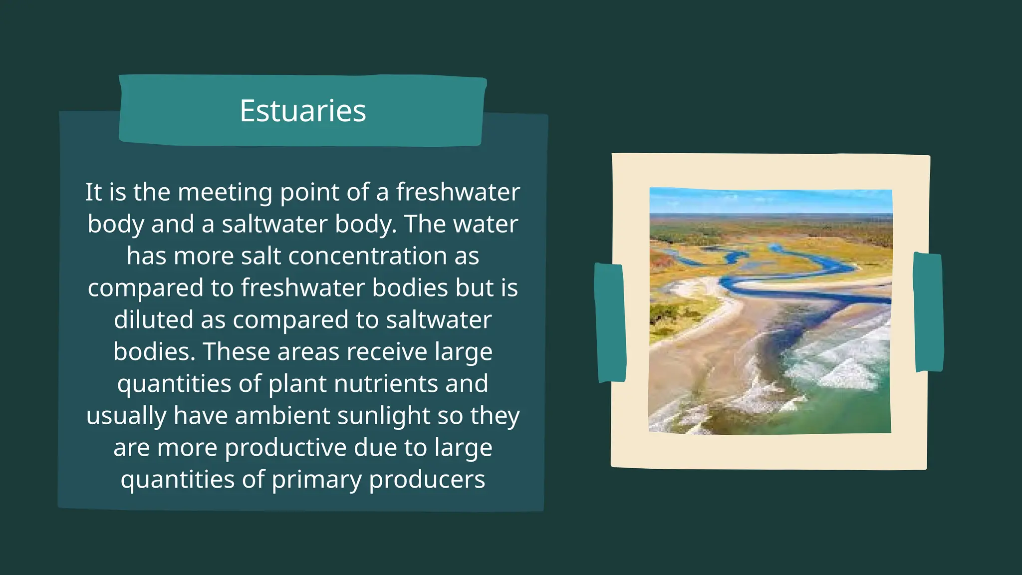 ENVIRONMENTAL SCIENCE- Echological niche, homeostasis in the ecosystem(PPT).pptx