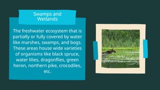 ENVIRONMENTAL SCIENCE- Echological niche, homeostasis in the ecosystem ...