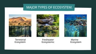 ENVIRONMENTAL SCIENCE- Echological niche, homeostasis in the ecosystem ...