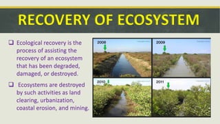 Environmental science - recovery of ecosystem with respect to health | PPTX