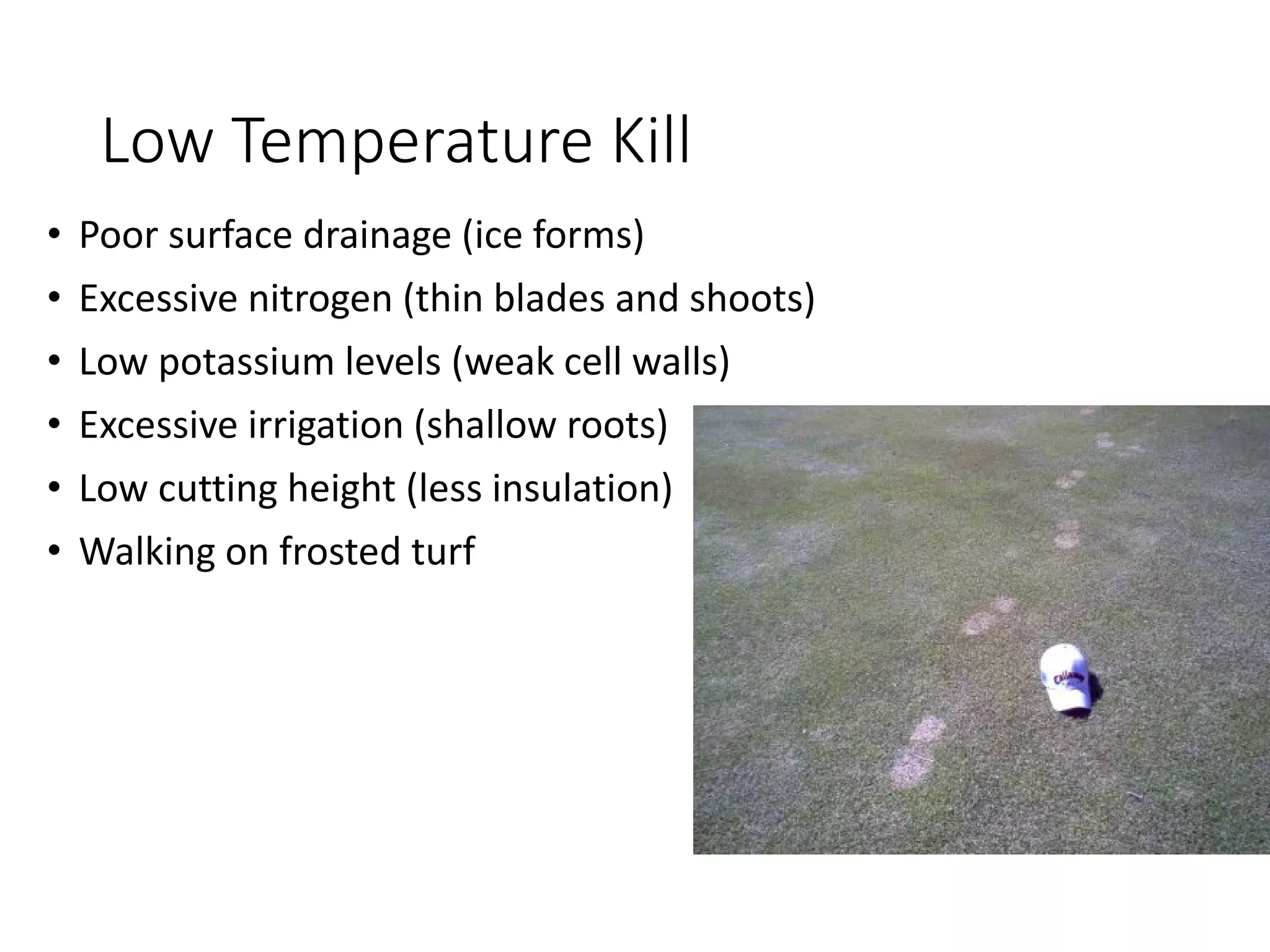 Environmental Stress on Turfgrass | PDF
