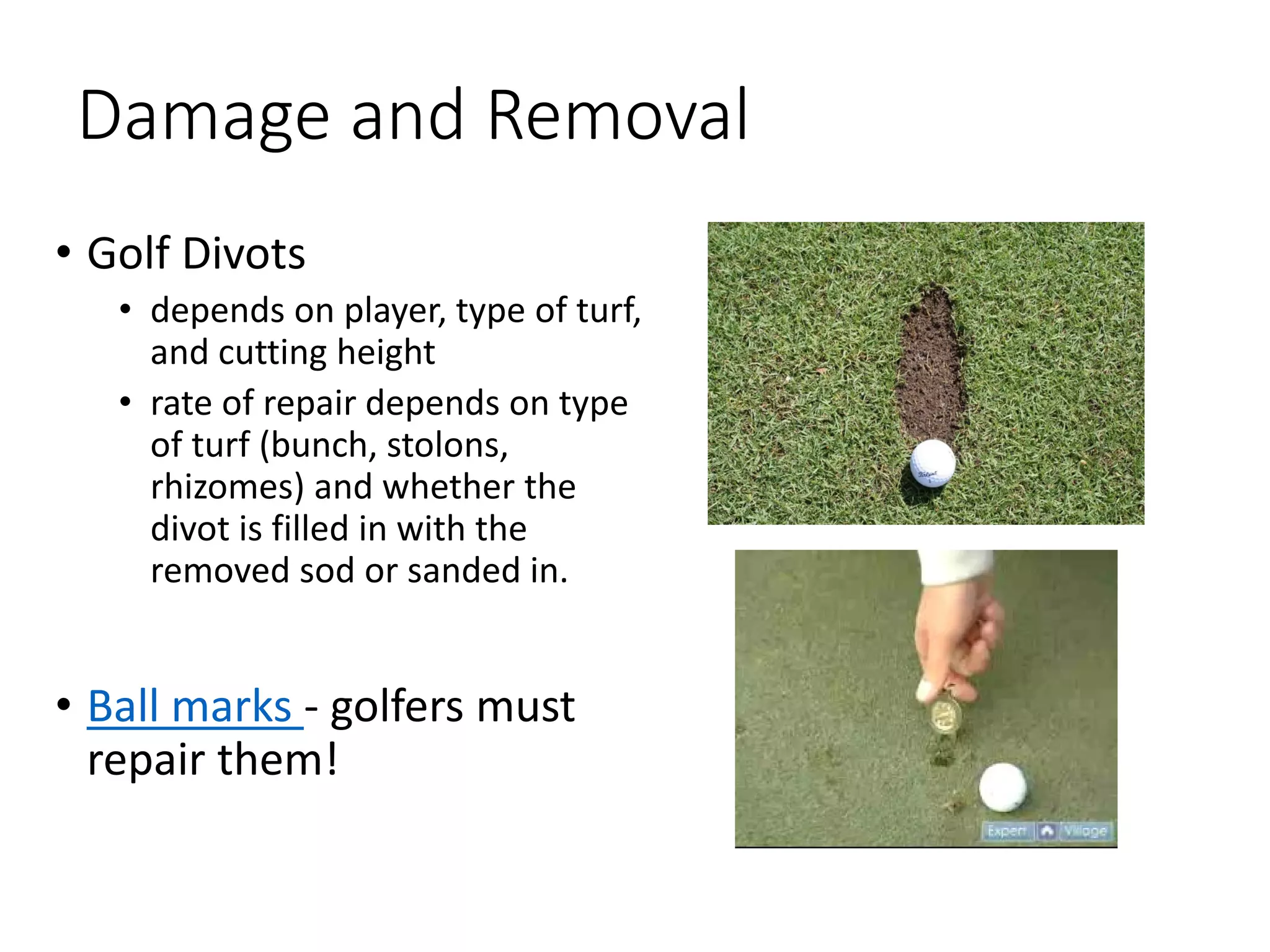 Environmental Stress on Turfgrass | PDF