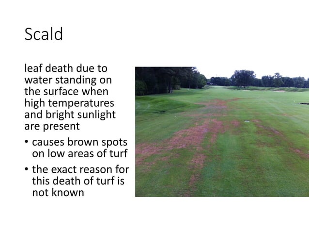 Environmental Stress on Turfgrass | PDF