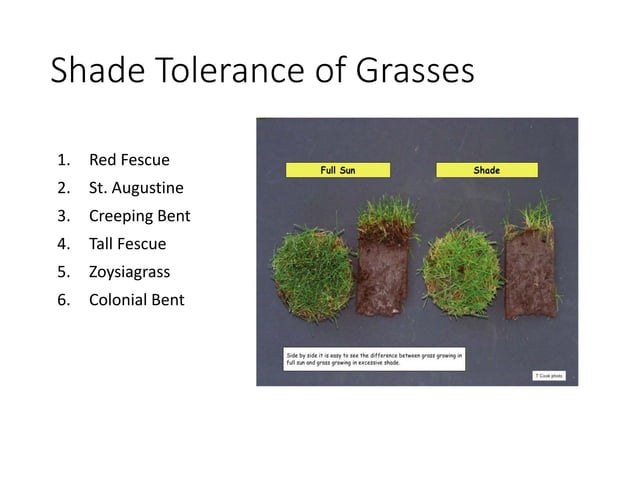 Environmental Stress on Turfgrass | PDF