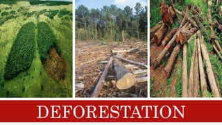 Environmental studies (deforestation) | PPTX