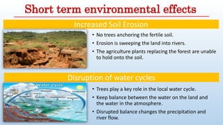 Environmental studies (deforestation) | PPTX