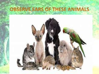 Environmental studies ppt ch 2 ears to ears | PPT