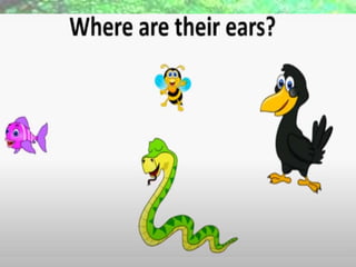 Environmental studies ppt ch 2 ears to ears | PPTX