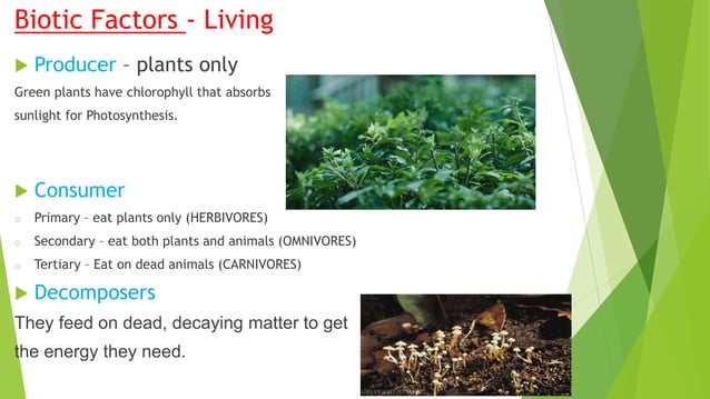 Environmental studies slides, grade 10 | PPTX