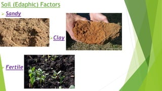 Environmental studies slides, grade 10 | PPTX