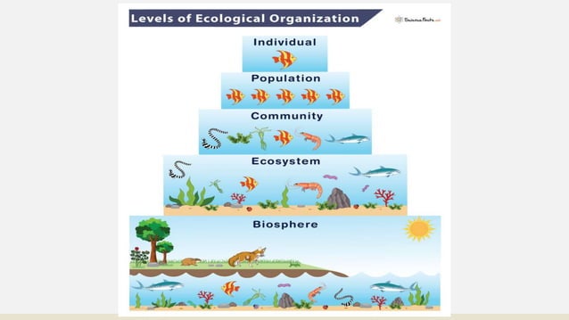 Environmental Studies- 2 ( Introduction to Ecology) | PPT