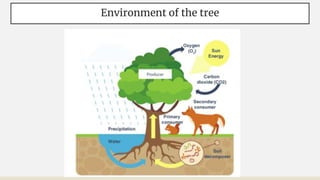 Environmental Studies- 3 (Introduction to Environment) | PPT
