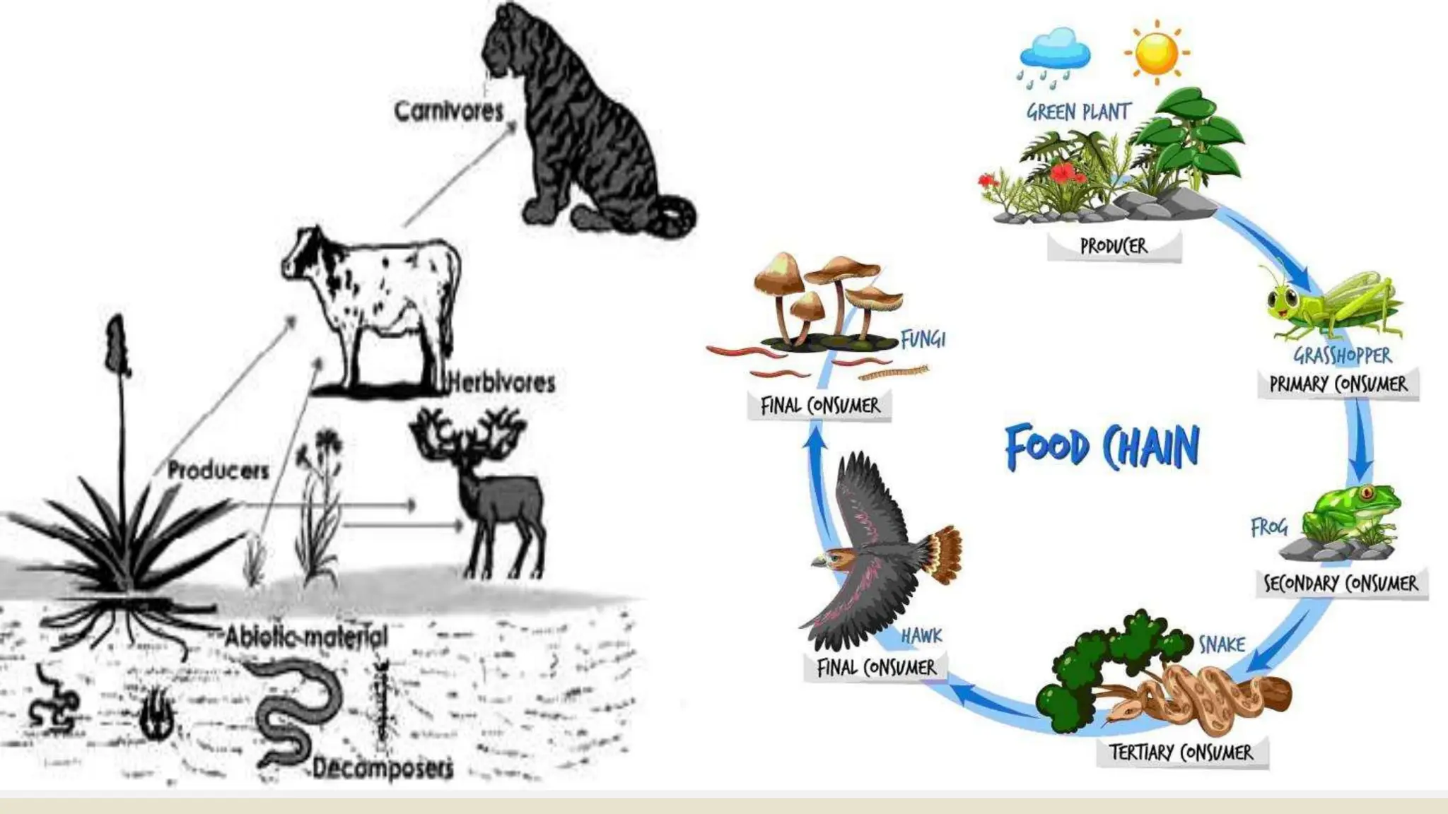Environmental Studies - 4 (Introduction to Ecosystem) | PPTX ...