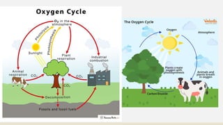 Environmental Studies - 4 (Introduction to Ecosystem) | PPTX